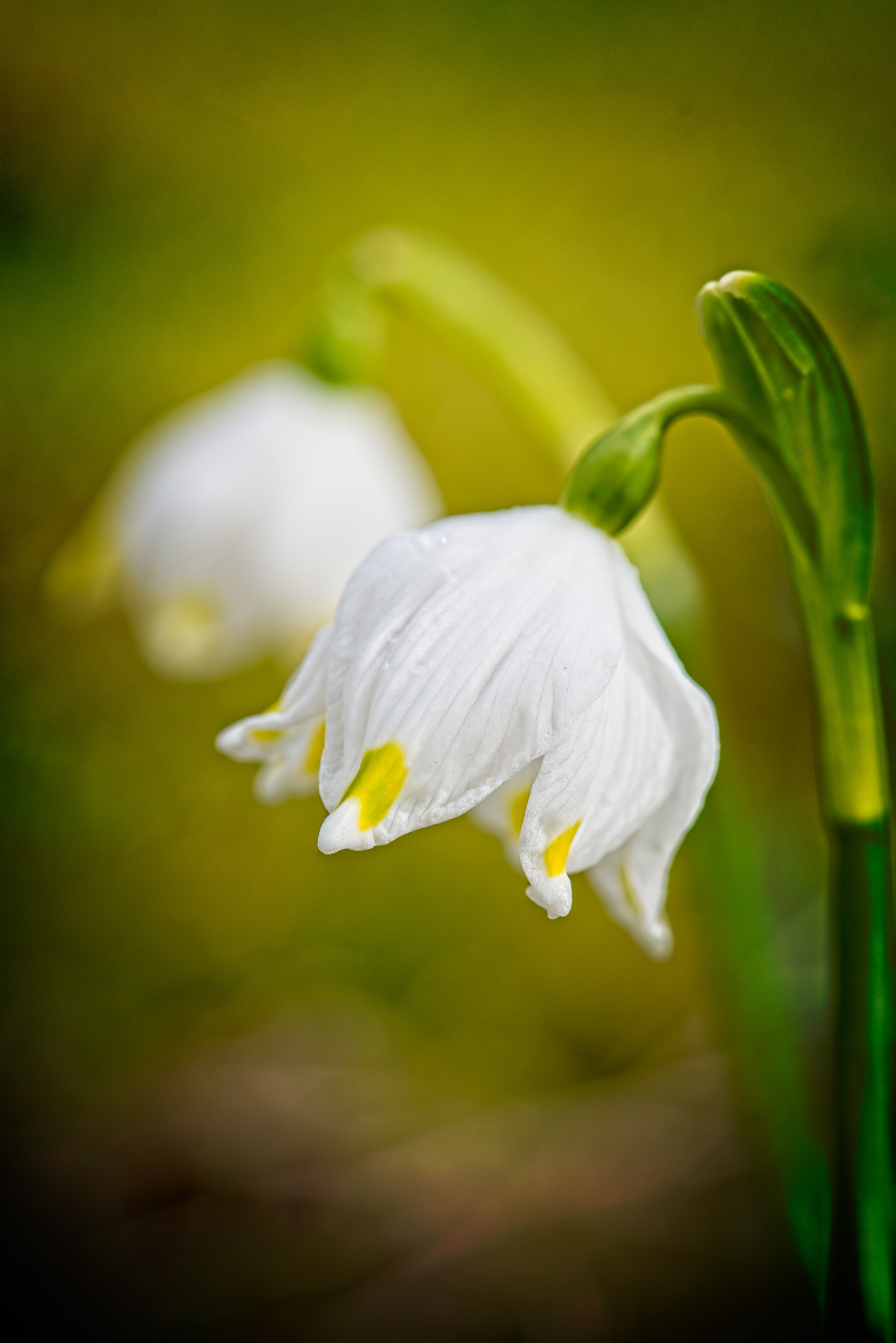Månedens billeder marts - "Forår"